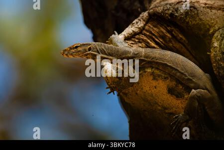A closeup shot of a lizard in the park Stock Photo - Alamy