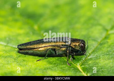Emerald Ash Borer (Agrilus planipennis) - Female Stock Photo - Alamy