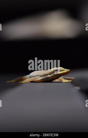 At Geckoes Wildlife Stock Photo - Alamy