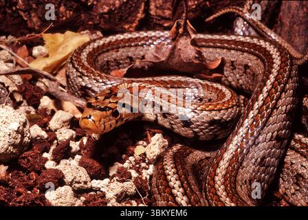 Leopard snake, European ratsnake, Zamenis situla, Colubridae Stock ...