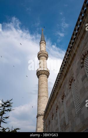 A low angle shot of a bird flying in a blue sky Stock Photo - Alamy