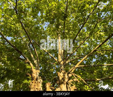 View into branches of urban plane tree located in Exhibition Road ...