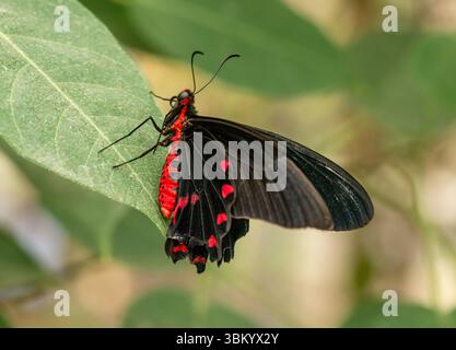 Nice green butterfly with large wings Stock Photo - Alamy