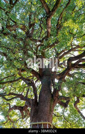 Japanese Camphor tree, Meiji Jingu shrine, Shibuya, Tokyo, Japan Stock ...
