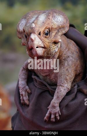 Ny. 23rd June, 2025. Dinosaur character Dolores the Aquilops at ...