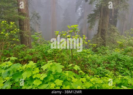 USA, California. Del Norte Redwoods State Park springtime with redwoods ...