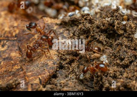 Red forest ant - Myrmica ruginodis, small forest ant native to forests ...