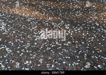 Fallen apple tree flowers petals in garden. White petals on the ground ...