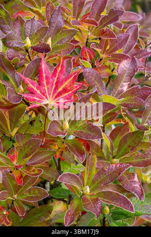Frost on fallen Japanese Maple leaf Stock Photo - Alamy