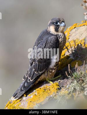 Peregrine Falcon young bird sitting on house roof looking left Stock ...