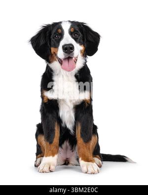 Gorgeous young Berner Sennen dog, sitting up facing front. Looking ...