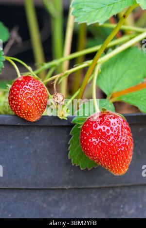 Strawberry Fragaria is genus of perennial herbaceous plants in the rose ...