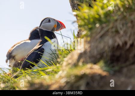 Atlantic puffin in mating grounds of Borgarfjorour Eystri in the ...