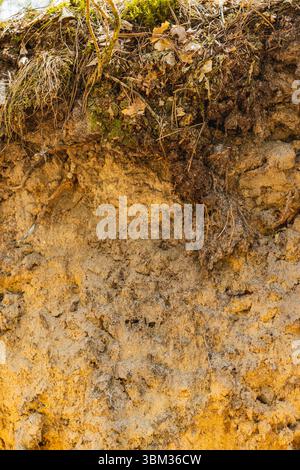 close-up on top layers of podzolic soil Stock Photo - Alamy