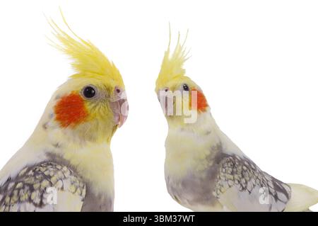 two cockatiel parrot isolated on a white background Stock Photo - Alamy