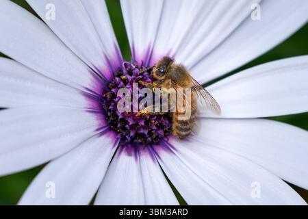 trailing African daisy (Dimorphotheca fruticosa Stock Photo - Alamy