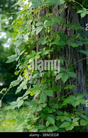 Leafy green vines growing in the bright summer meadow Stock Photo - Alamy