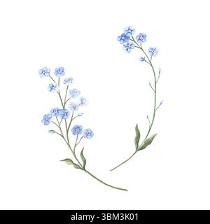 Watercolor forget-me-not flower clipart set isolated on white ...