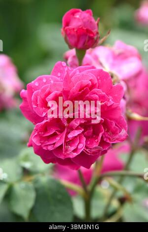 Rosa 'Sir Joseph Paxton', an old rose with double magenta blooms ...