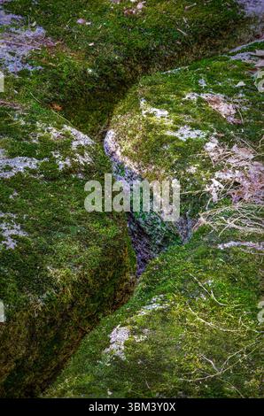 Natural granite rock covered with moss, lichens, and green vegetation ...