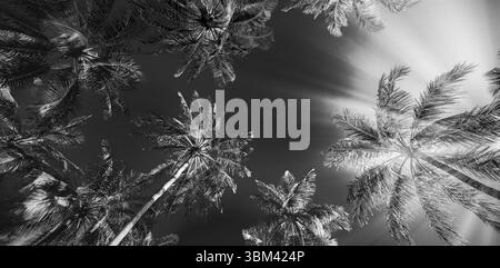 Leaves, Foliage, Black & White Nature Stock Photo - Alamy