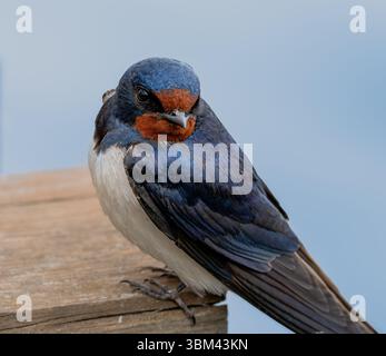 A Swallow bird perched on a tree Stock Photo - Alamy