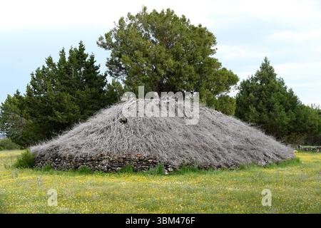 Chozón sabinero (shepherd's hut) built with spanish juniper (Juniperus ...