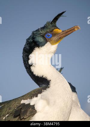 Imperial Shag also called King Shag, blue-eyed Shag, blue-eyed ...