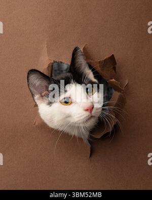 Funny cat looking through paper hole with one paw outside Stock Photo ...