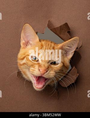 Funny tabby cat in a cardboard box on the floor. Parcel with pet friend ...