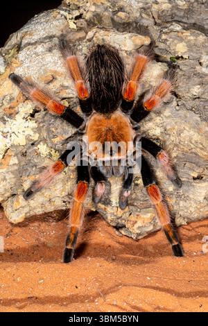 Red rump tarantula Stock Photo - Alamy