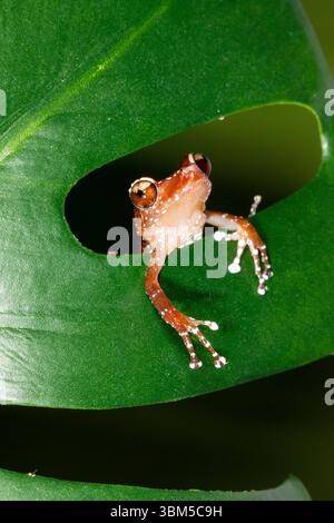 Cinnamon tree frog Stock Photo - Alamy