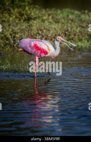 Roseate spoonbills display their bright pink color Stock Photo - Alamy