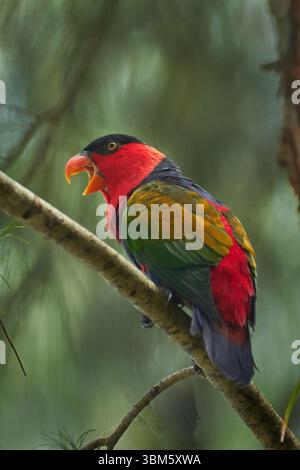 Black-capped lory (Lorius lory). Raja Ampat, West Papua, Indonesia ...