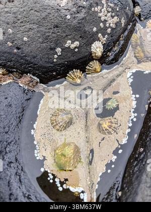 Giant's Causeway. Close-up of barnacles and limpets in rock pools on ...