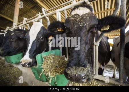 Cow barn, artisanal production of Binigarba cheese - artisan Mahon ...