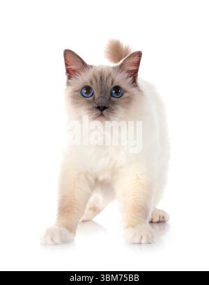 birman cat in front of white background Stock Photo - Alamy