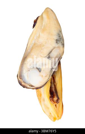 Side view of two cooked green mussels in meat in pile is isolated on ...
