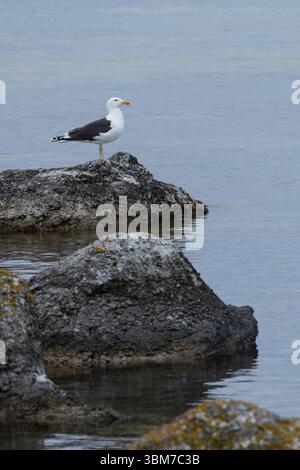 Great Black-backed Gull - Mantelmöwe - Larus marinus, Germany, 3rd W ...