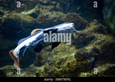 Flathead catfish in an aquarium. Flathead catfish is the only ...