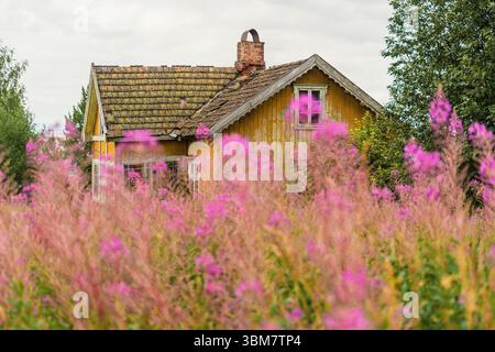 fireweed of abandoned farm Stock Photo - Alamy