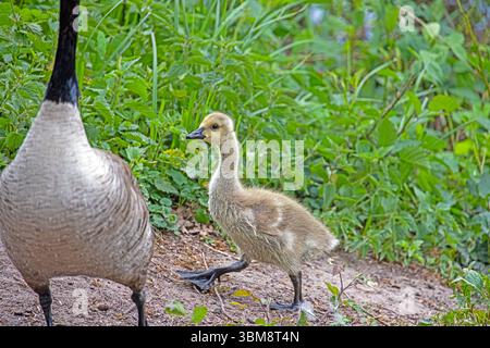 goose on path near pond Stock Photo - Alamy