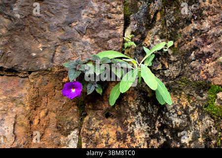 Vibrant tropical flower wall backdrop with pink lilies hibiscus orchids ...