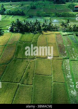 Kajeng Rice Fields, Ubud, Bali, Indonesia - aerial Stock Photo - Alamy