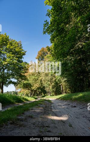 Landscape of a sandy road between old oak trees Stock Photo - Alamy