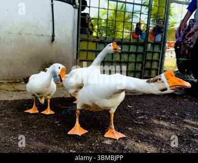 Group of geese walking in a backyard, France Stock Photo - Alamy