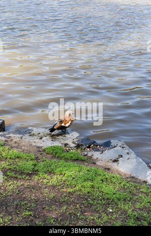 Ruddy Shelduck standing on a rock near a pond, with a blurred wooden ...