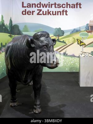 Swiss Black Angus cattle breeding exhibition stand Stock Photo - Alamy