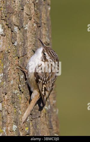 Garden treecreeper, (Certhia brachydactyla), animals, birds, breeding ...