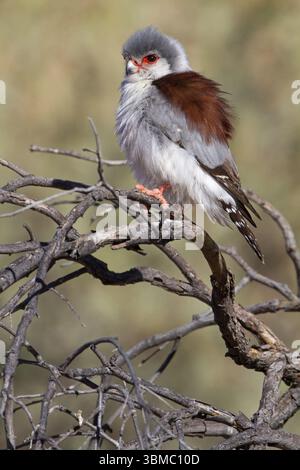 Collared Pygmy Falcon (Polihierax semitorquatus), Collared Pygmy Falcon ...